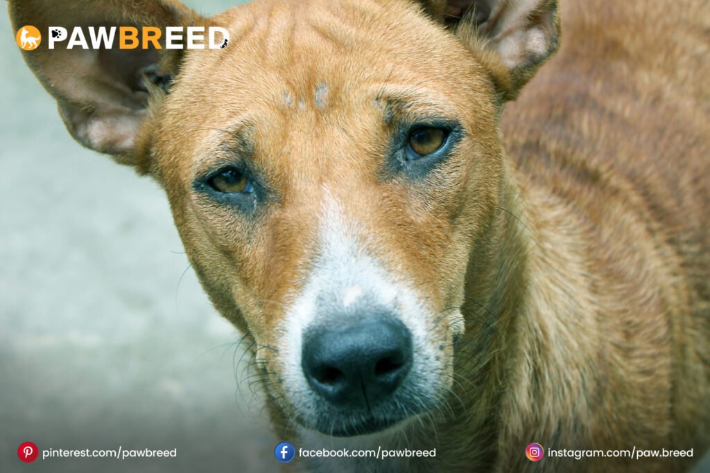 Potcake Dog : A stray breed that yearns for love - Paw Breed