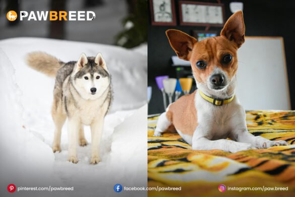 Potcake Dog - Pawbreed